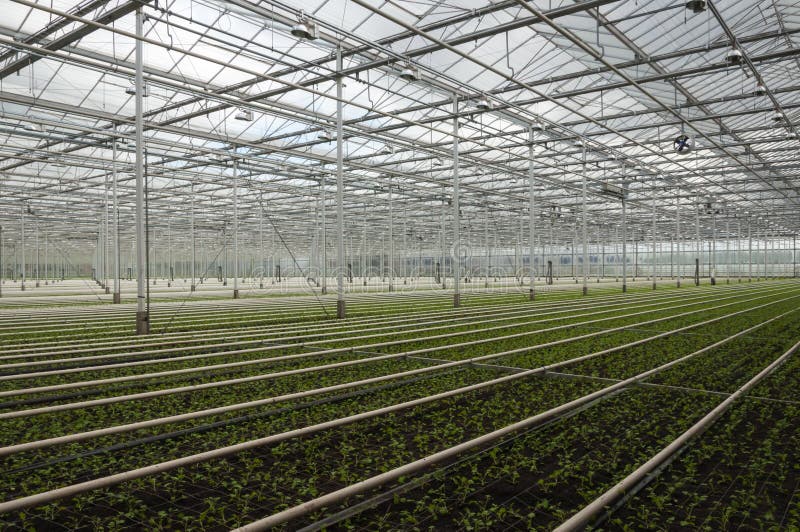 Greenhouse stock image. Image of hothouse, interior, culture - 23389937