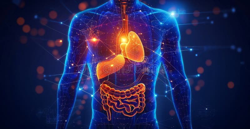 220 Digital Digestive Human System Stock Photos - Free & Royalty-Free ...