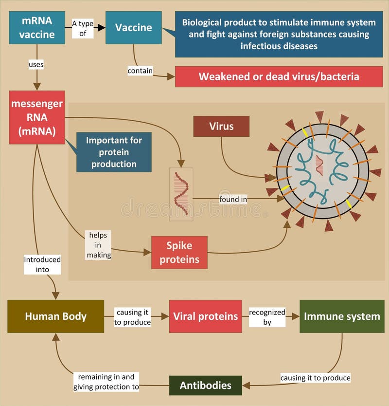 Advanced Pharmaceutical Sciences - an Introduction To MRNA Vaccine ...