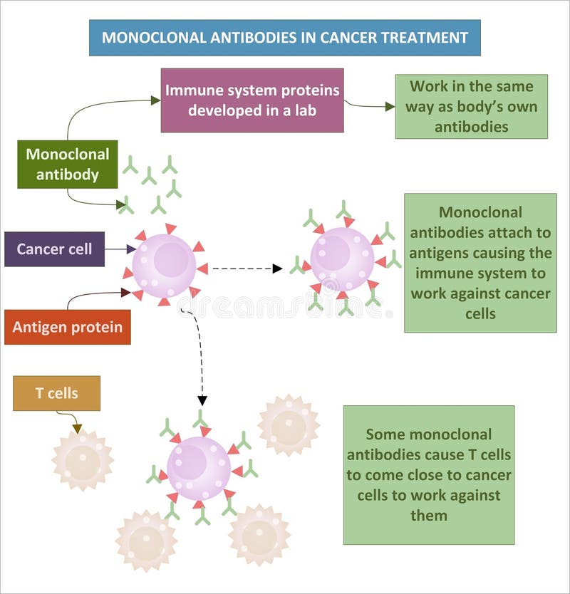 Sciences Monoclonal Stock Illustrations – 2 Sciences Monoclonal Stock ...