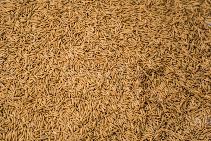 Advanced Texture Design of Paddy. Rice is the Seed of the Grass Species ...