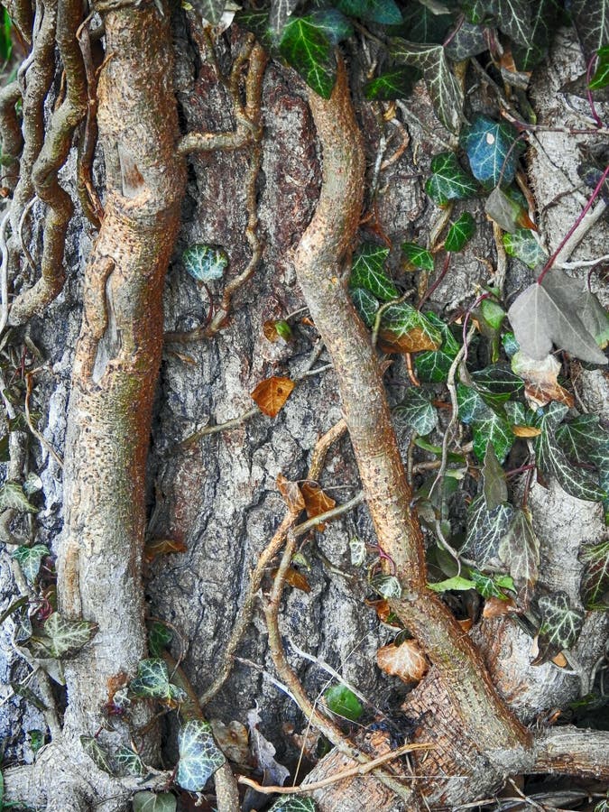 Adventitious Roots with a Stem of Ivy Growing on a Tree Stock Photo ...