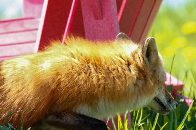 Adventourous Fox Approaches the Camera Looking for Food Stock Image ...