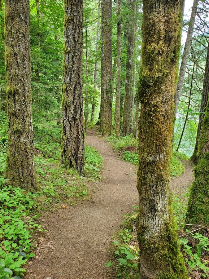 Adventure Along the Forest Path Stock Image - Image of garden, grass ...
