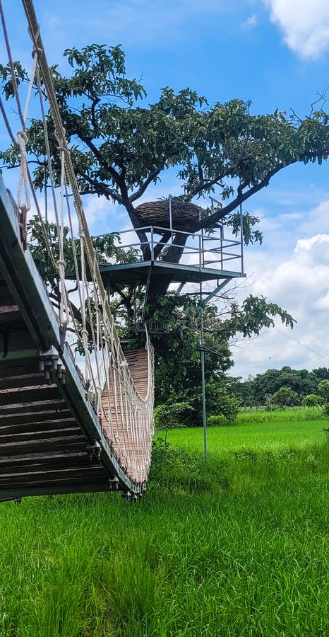 Adventure bridge stock image. Image of adventure, leaf - 259875411