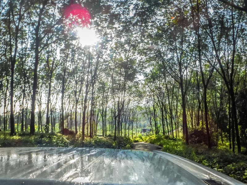 Adventure 4x4 Car Driving through Forest Road Stock Image - Image of ...