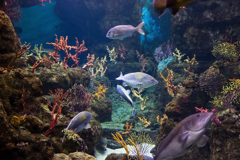 Life in sea stock image. Image of gold, atoll, saltwater - 29976877