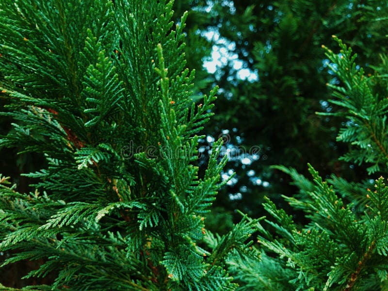 Evergreen stock image. Image of natural, trail, evergreen - 99180071