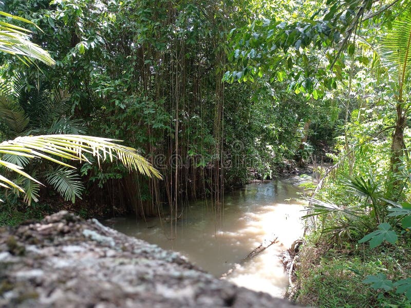Adventure in the River Papah the View of the Root of Trees and Rocks ...