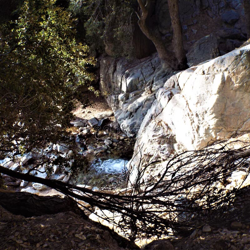 Forest life stock image. Image of life, forest, adventures - 108141937