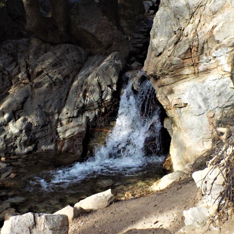 Forest life stock photo. Image of adventures, life, exploring - 108142630