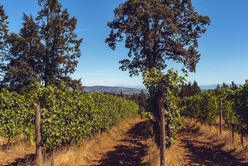 Adventures at the Durant Vineyards Stock Image - Image of landscape ...