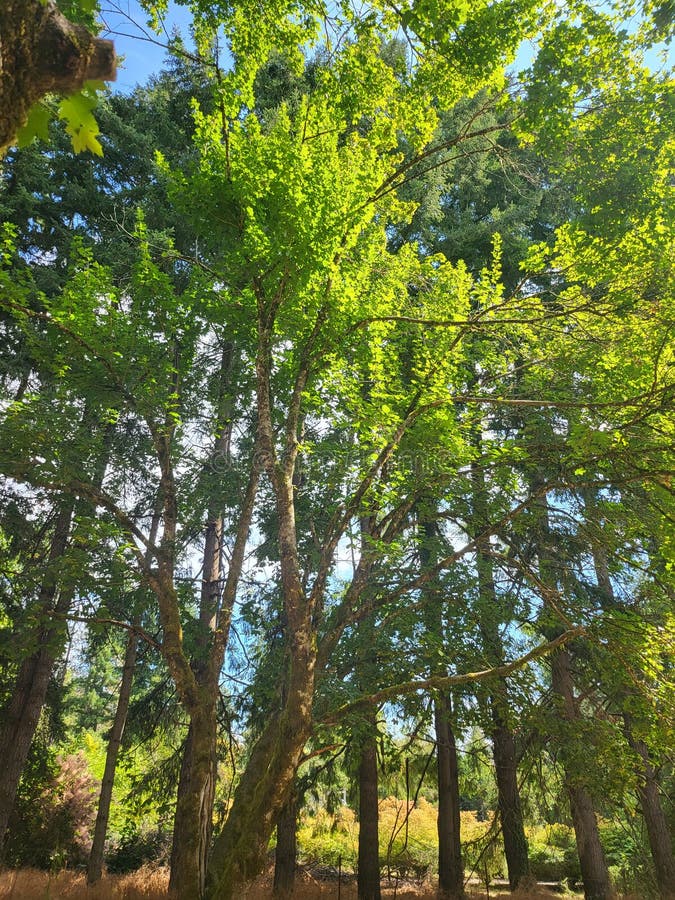 Adventuring Beneath the Forest Canopy Stock Photo - Image of canopy ...