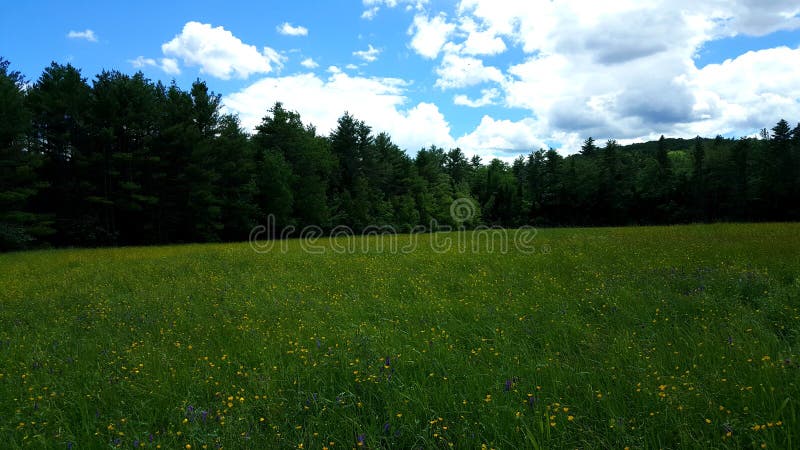 Adventurous photos stock image. Image of field, tree - 96222377