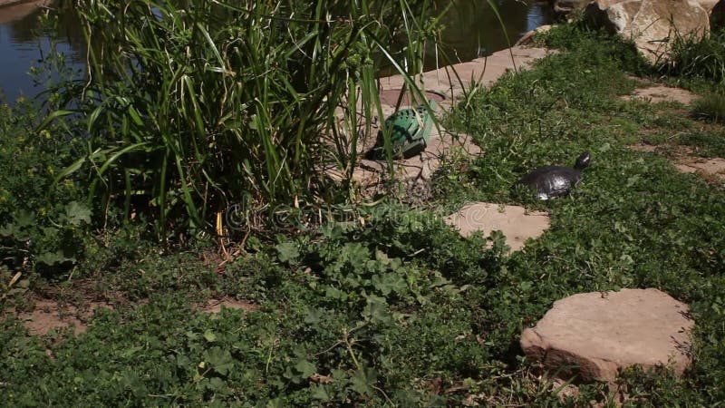 Adventurous Turtle Breaks the Bounds of What is Acceptable Behavior for ...