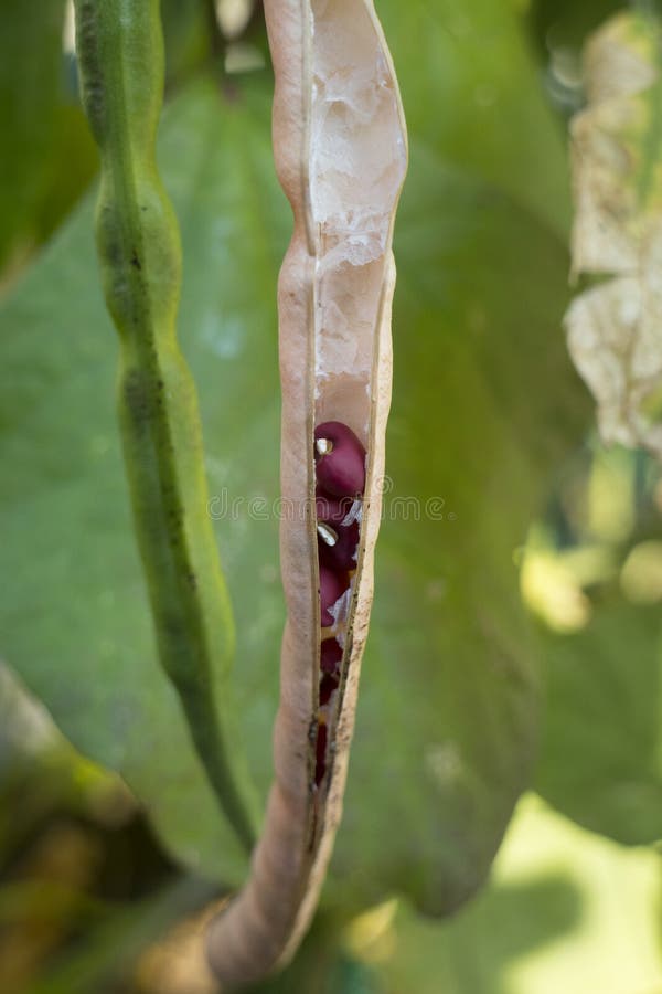 Adzuki Beans Plant Detail, Azuki Red Mung Bean Pulses Healthy Nutrition ...