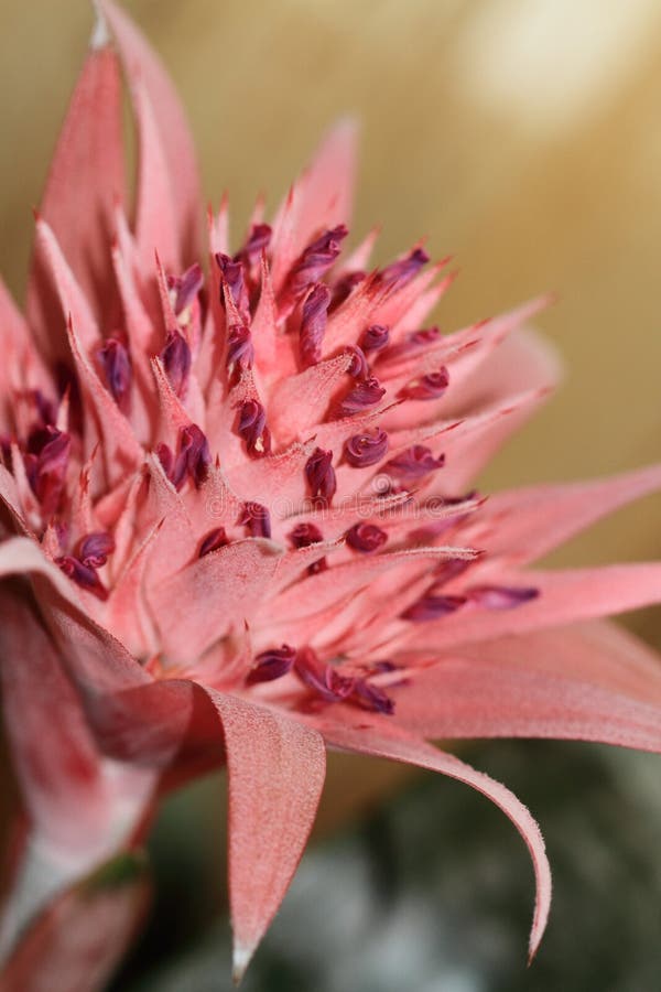 Aechmea Fasciata Bromeliad Bloom Stock Photo - Image of bromeliad ...