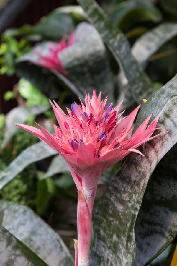 Aechmea Bromeliacea Plant Also Known As Aecmea or Ecmea Stock Photo ...