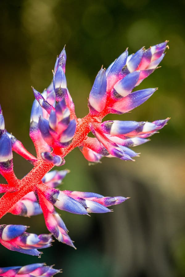 Aechmea Blue rain stock image. Image of bright, growth - 181701963