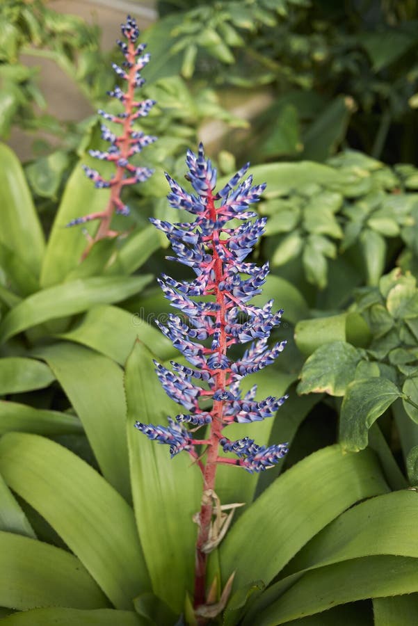 Aechmea blue rain close up stock image. Image of colored - 110542639