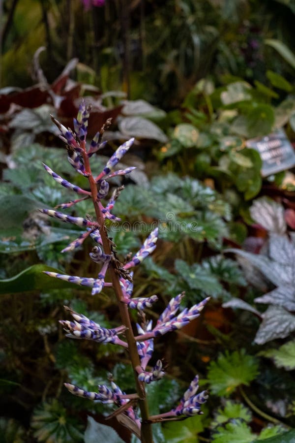 Aechmea `Blue Tango` Bromeliad Cultivar - Davie, Florida, USA Stock ...