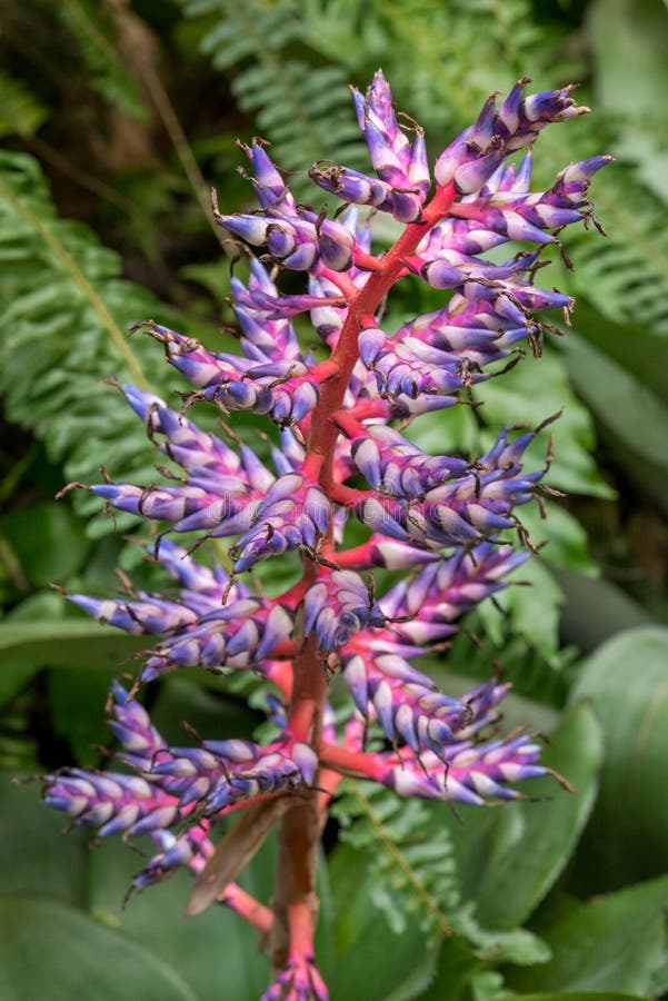 Aechmea Blue Rain plant stock image. Image of nature - 243498983