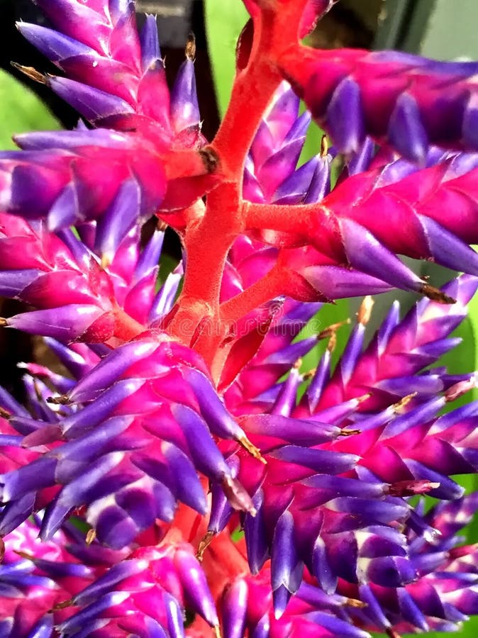 Aechmea Blue Tango stock photo. Image of botany, bush - 77743006
