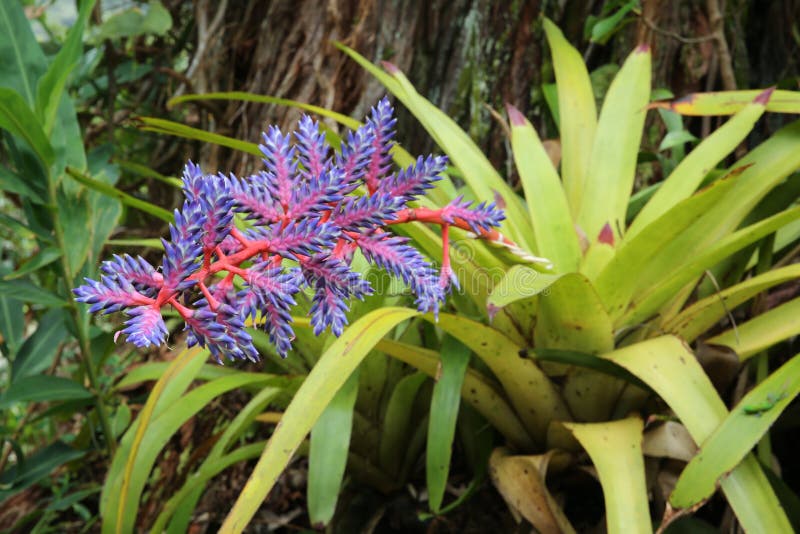 Aechmea Blue Rain plant stock image. Image of nature - 243498983
