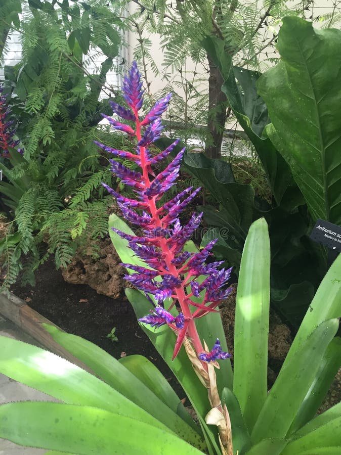 Aechmea Blue Tango stock image. Image of america, bright - 84506097