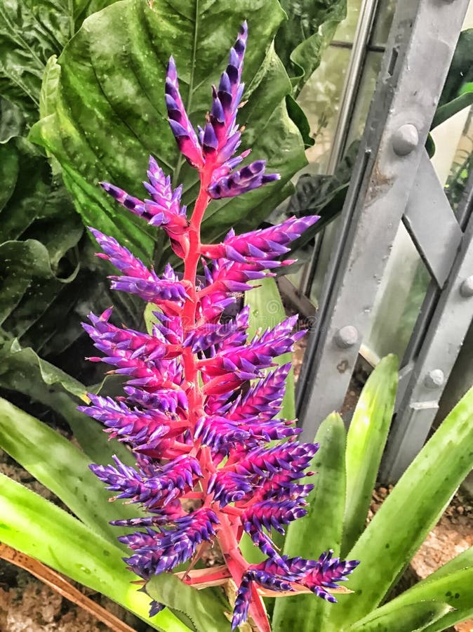 Aechmea Blue Tango stock photo. Image of flora, floral - 84516586
