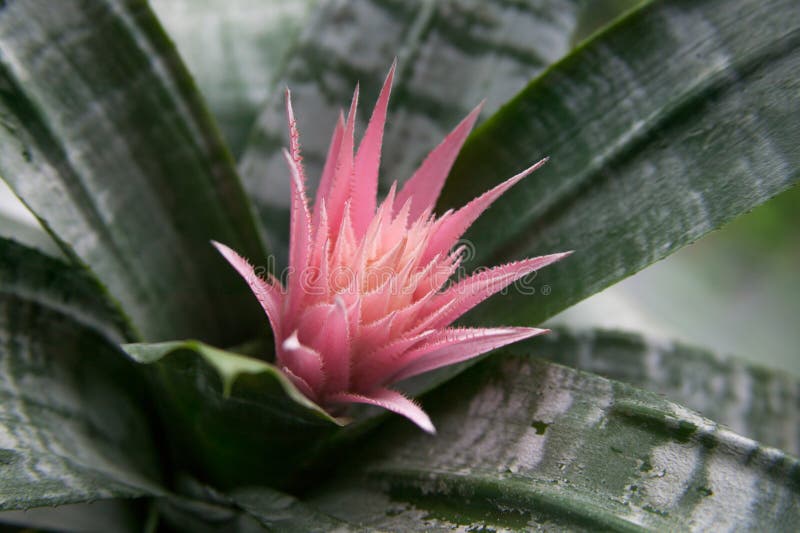 Aechmea Exotic Pink Flower stock image. Image of bloom - 51853235