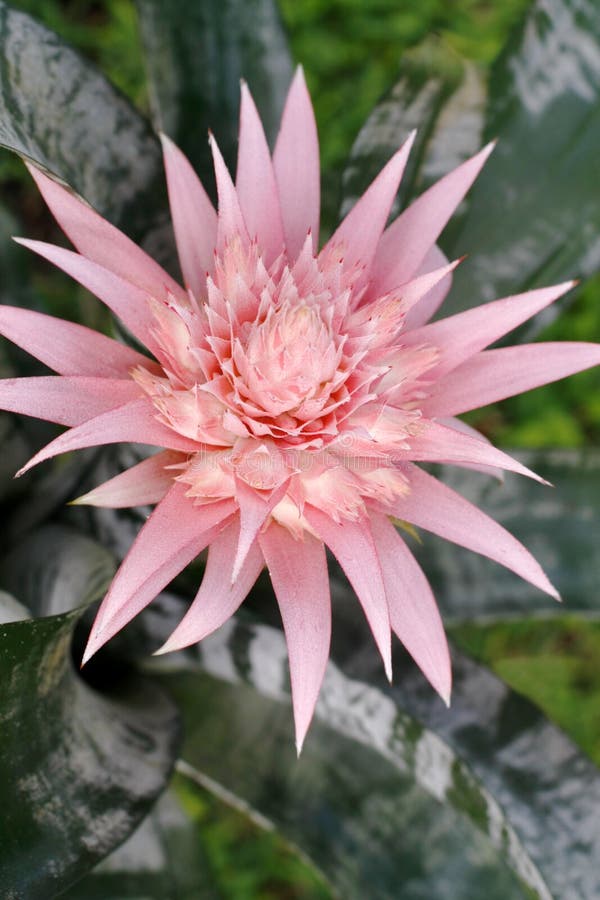 Aechmea Fasciata Bromeliad Bloom Stock Photo - Image of bromeliad ...
