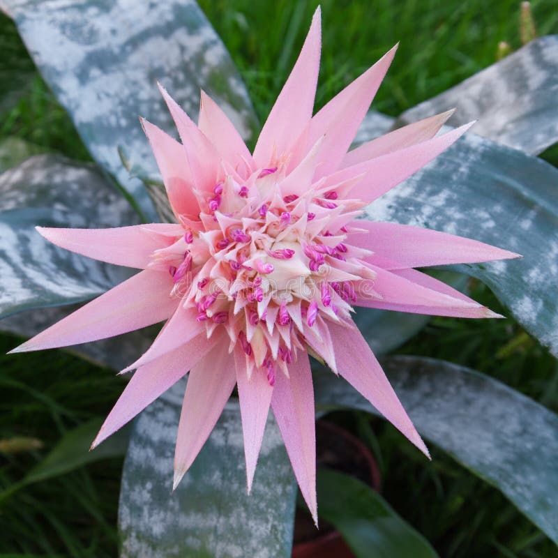 Aechmea Fasciata Bromeliad Flower Stock Photo - Image of flower, close ...
