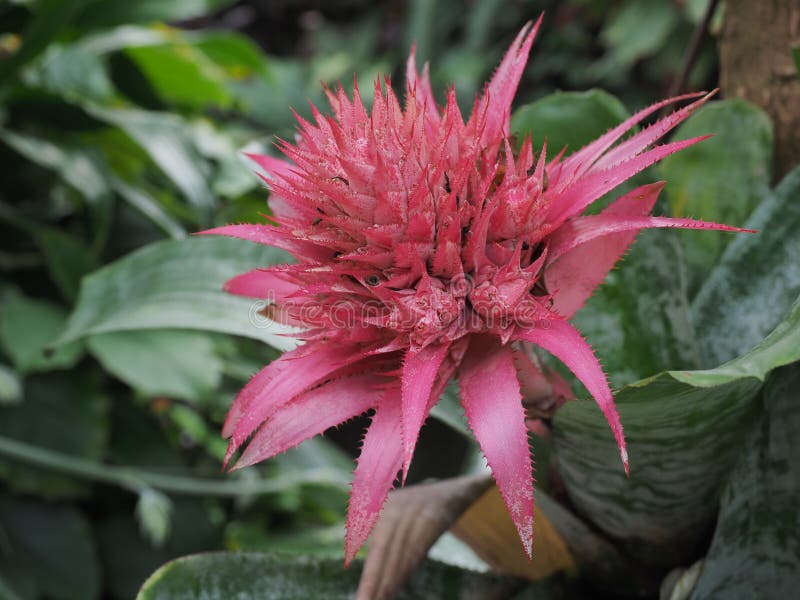 Aechmea Fasciata Primera Bromeliad Stock Image - Image of garden ...