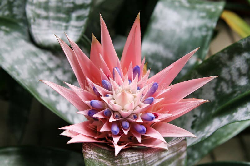Aechmea flower stock image. Image of gardening, close - 38436275
