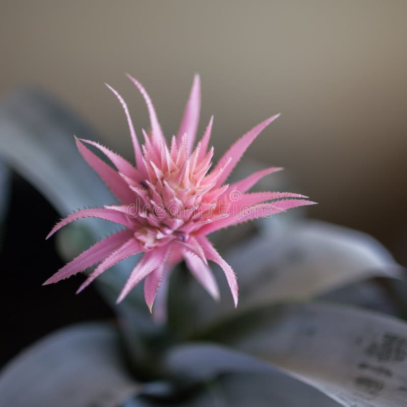 Aechmea. stock image. Image of exotic, petal, bromeliad - 32157389