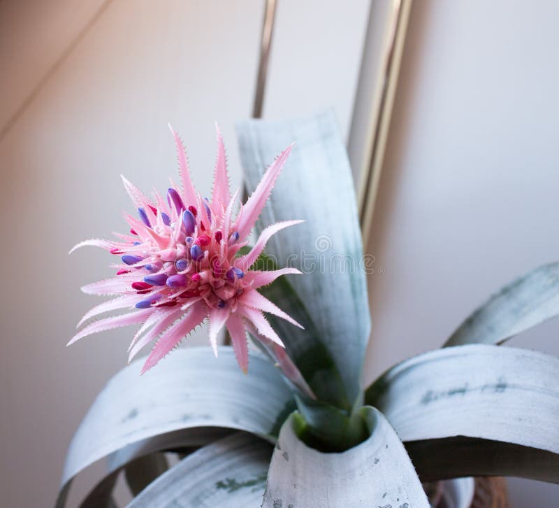 Aechmea. stock image. Image of leaf, primera, pink, petal - 32768101