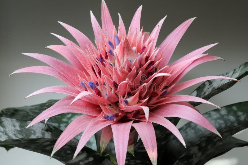 Aechmea stock photo. Image of gift, flora, blue, house - 16823002
