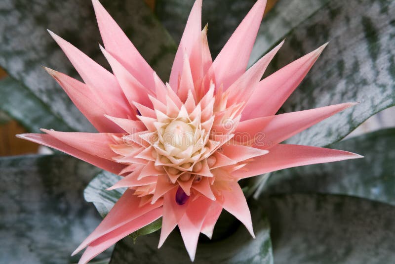 Aechmea Primera stock photo. Image of star, aechmea, blossom - 6635062