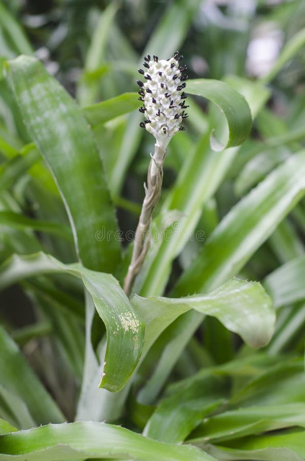 Aechmea bromeliifolia stock image. Image of bromeliaceae - 28533019