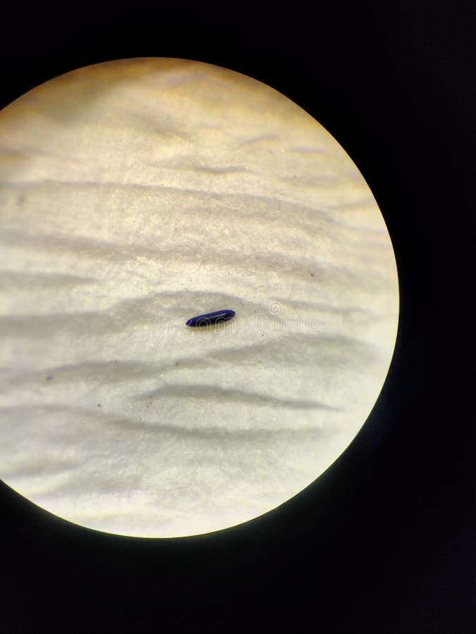 Aedes Aegypti Egss Under Microscope Stock Image - Image of circle ...