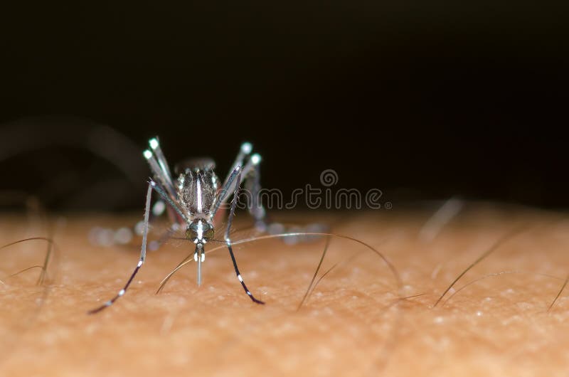 Dode mug stock foto. Image of bebouwd, pijn, ongedierte - 45793114