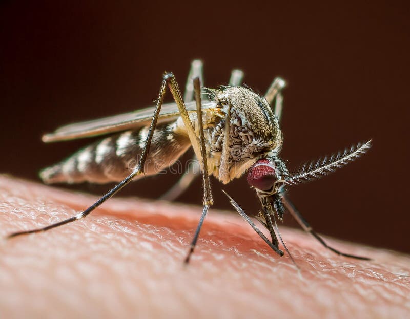 Aedes Mosquito Biting and Causing Disease Stock Image - Image of ...