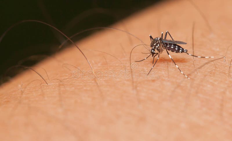 Aedes-mug die bloed zuigt stock afbeelding. Image of keerkringen - 59306061