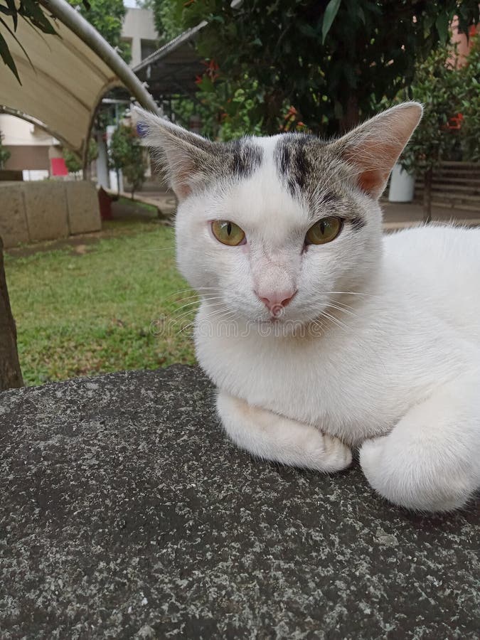 Aegean Cat, an Original Breed of Greece Cats Stock Image - Image of ...