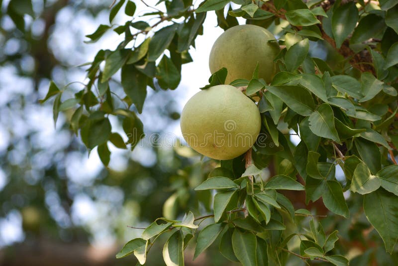 Indian Bael Fruit in Indonesia Commonly Known As Buah Mojo with ...