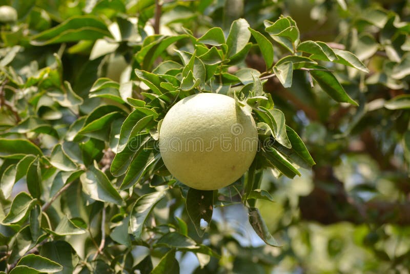 Aegle Marmelos or Indian Bael Fruit on the Tree. Stock Photo - Image of ...