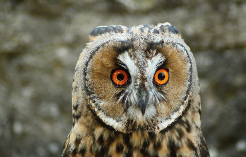Aegolius-funereus stockfoto. Bild von tier, leuchte, kunst - 76554550