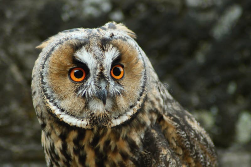 Aegolius-funereus stockfoto. Bild von tier, leuchte, kunst - 76554550