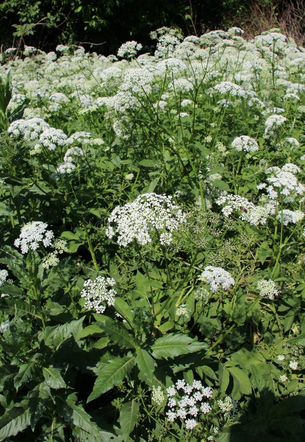 Aegopodium Podagraria Grows As a Weed in Nature Stock Image - Image of ...